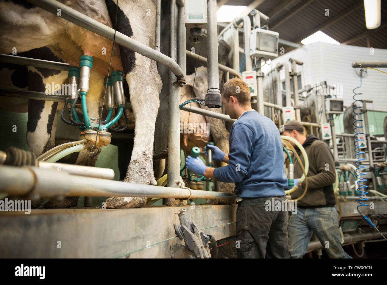 Man milking cow Banque d'image et photos - Alamy