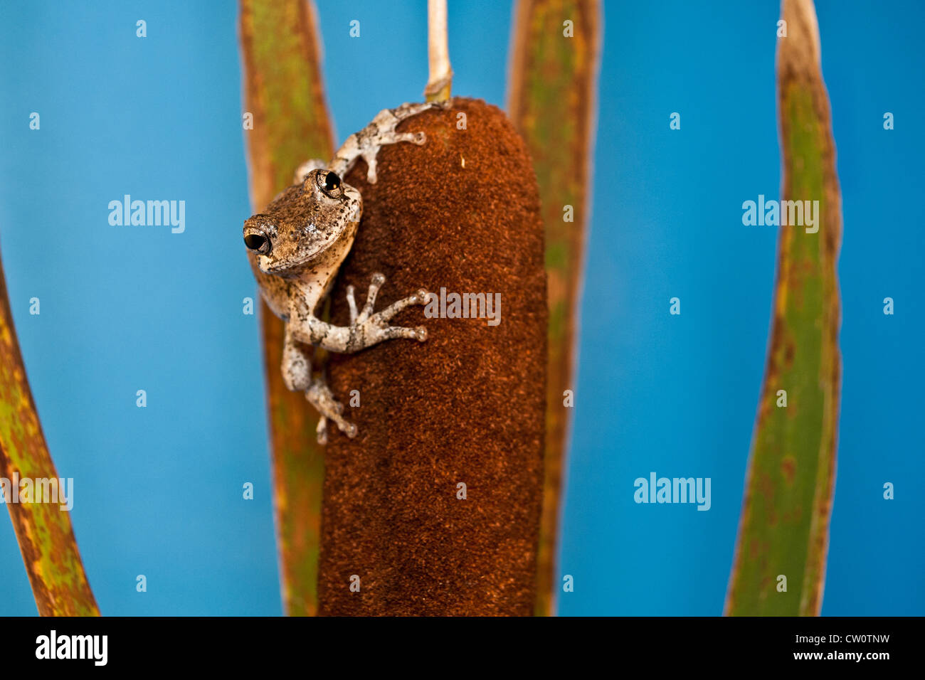 Rainette bleue Banque de photographies et d’images à haute résolution ...