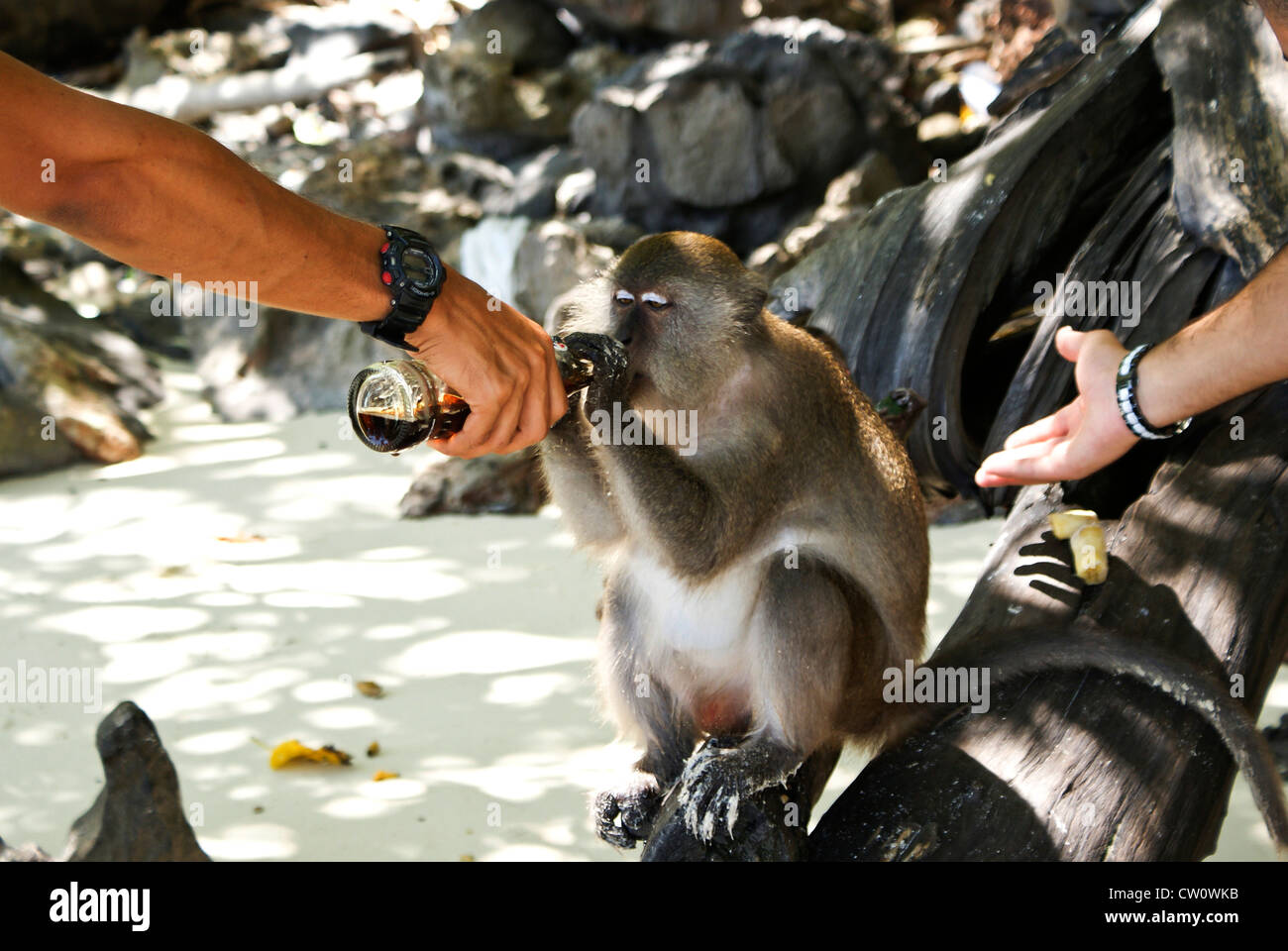 Singe qui fait un clin d'oeil Banque de photographies et d’images à ...