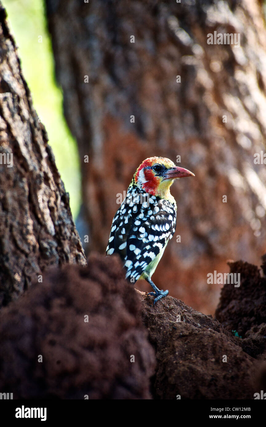 Oiseau exotique Banque de photographies et d’images à haute résolution - Alamy