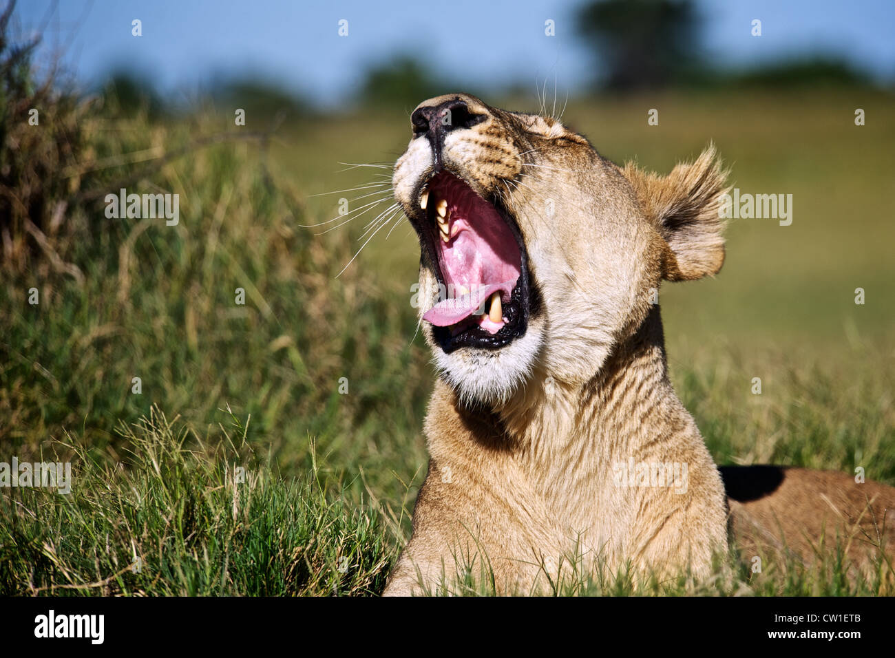 Lion de flore Banque de photographies et d’images à haute résolution ...