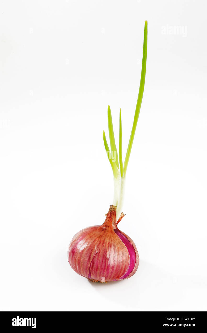 Oignon en germination Banque de photographies et d’images à haute ...