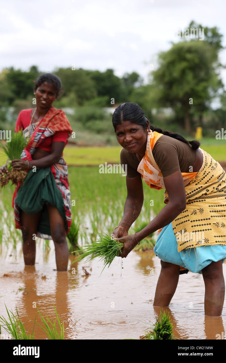 Indian women planting paddy field Banque de photographies et d’images à ...