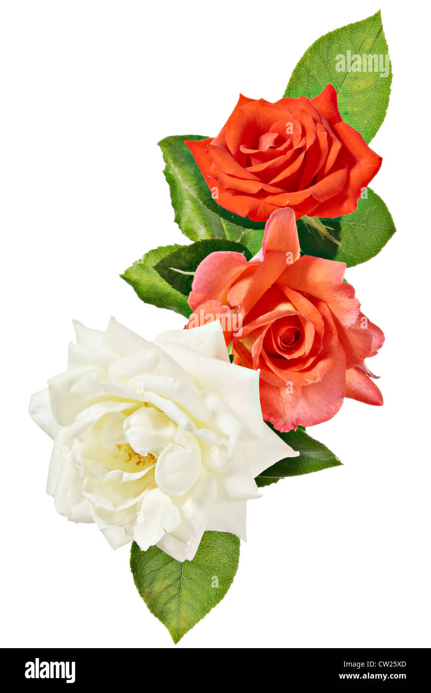 Motif de roses Banque d'images détourées - Alamy