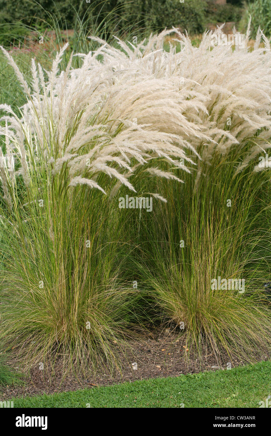 Stipa ichu Banque de photographies et d’images à haute résolution - Alamy