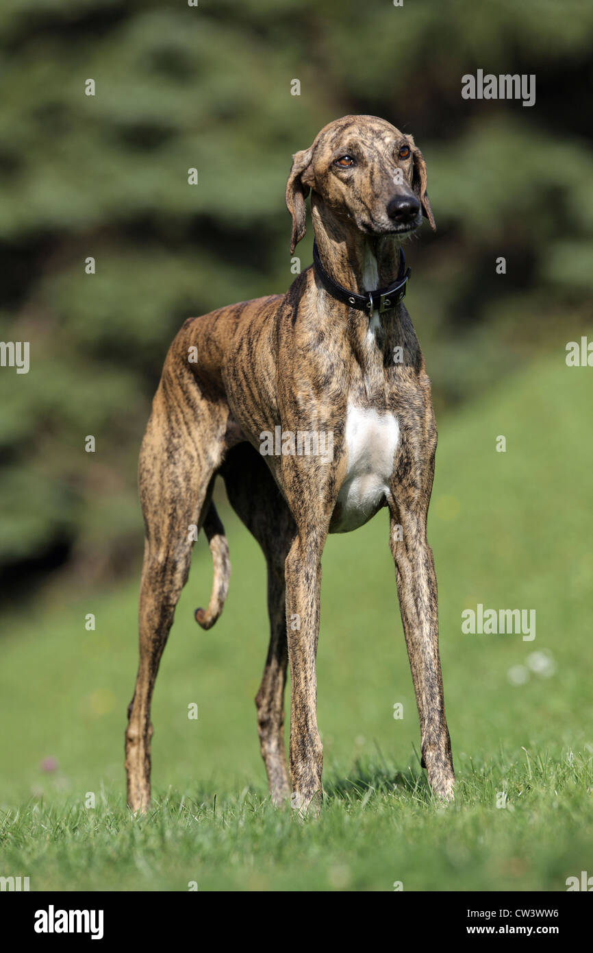 Azawakh, lévrier africain. Debout sur un pré adultes Photo Stock - Alamy