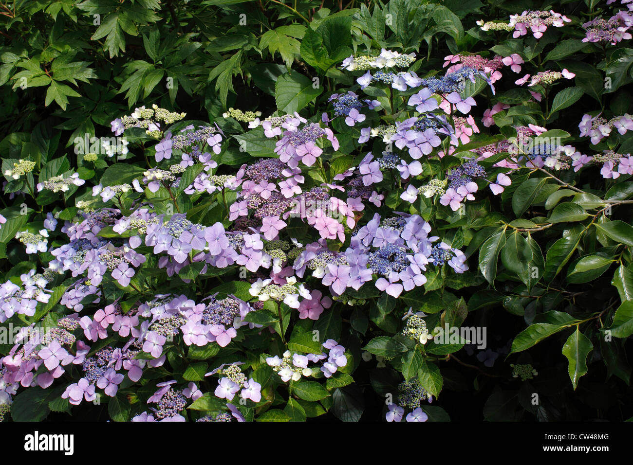 Hortensia serrata Banque de photographies et d’images à haute résolution - Alamy