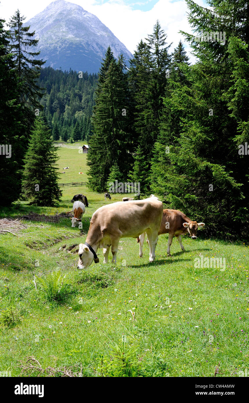 Vache femelle Banque de photographies et d’images à haute résolution ...