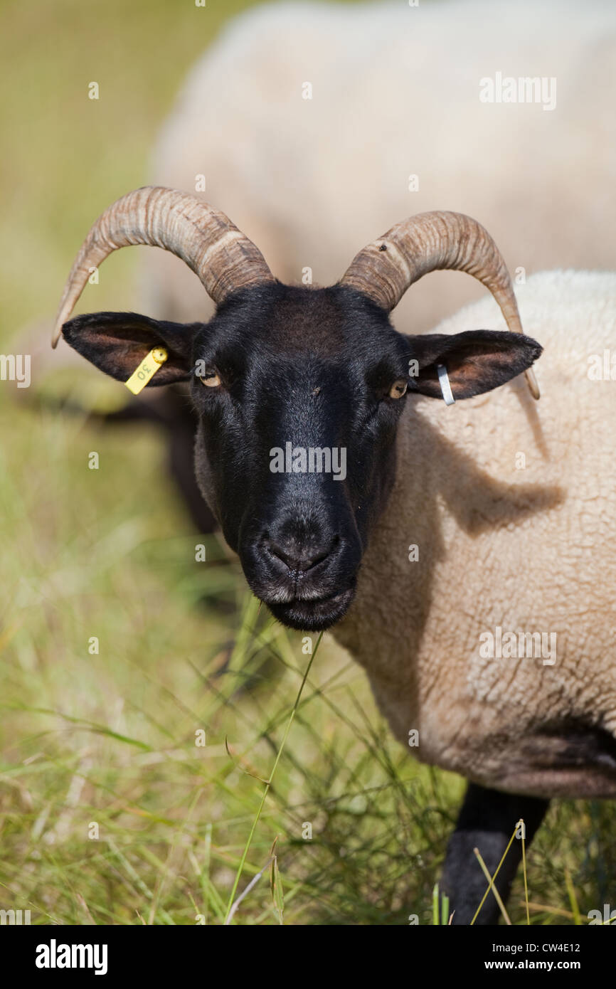 Mouton de corne de norfolk Banque de photographies et d’images à haute ...