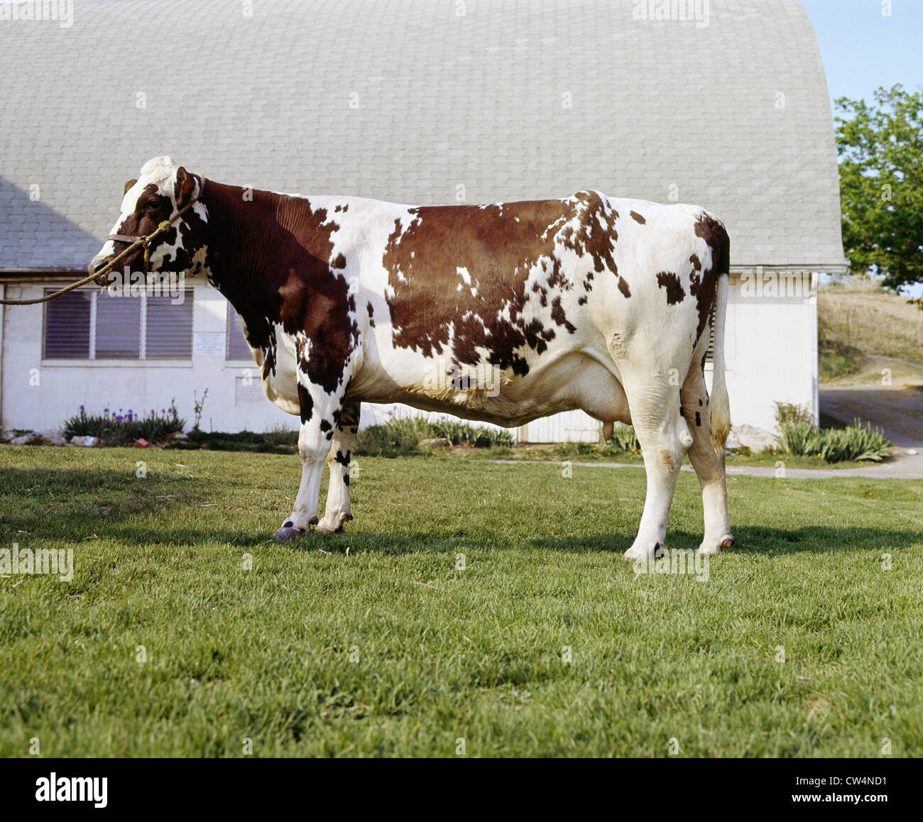 Ayrshire dairy cow Banque de photographies et d’images à haute ...