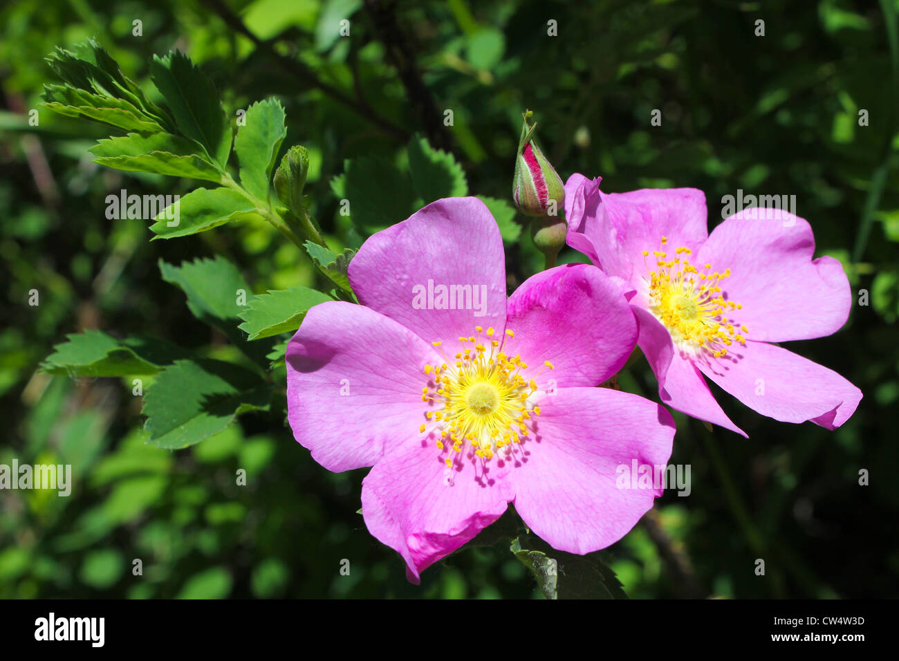 Alberta wild rose flower pink Banque de photographies et d’images à ...