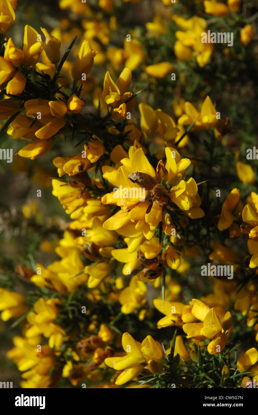 Arbuste épineux à fleurs jaunes Banque de photographies et d’images à ...