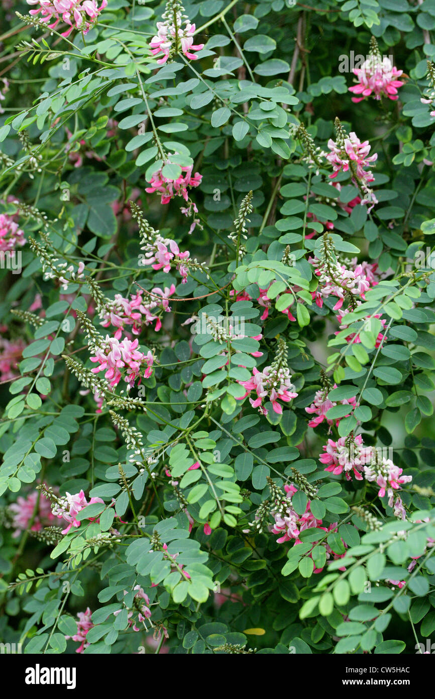 Indigofera frutescens Banque de photographies et d’images à haute ...