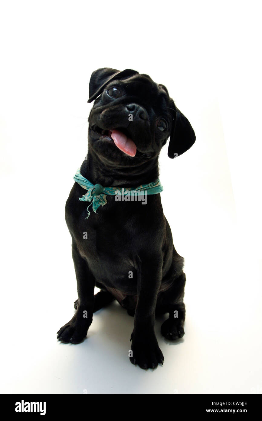 Carlin avec la langue dehors Banque de photographies et d’images à ...