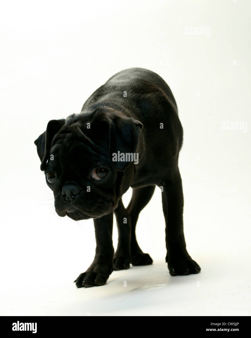 Carlin noir Banque d'image et photos - Alamy