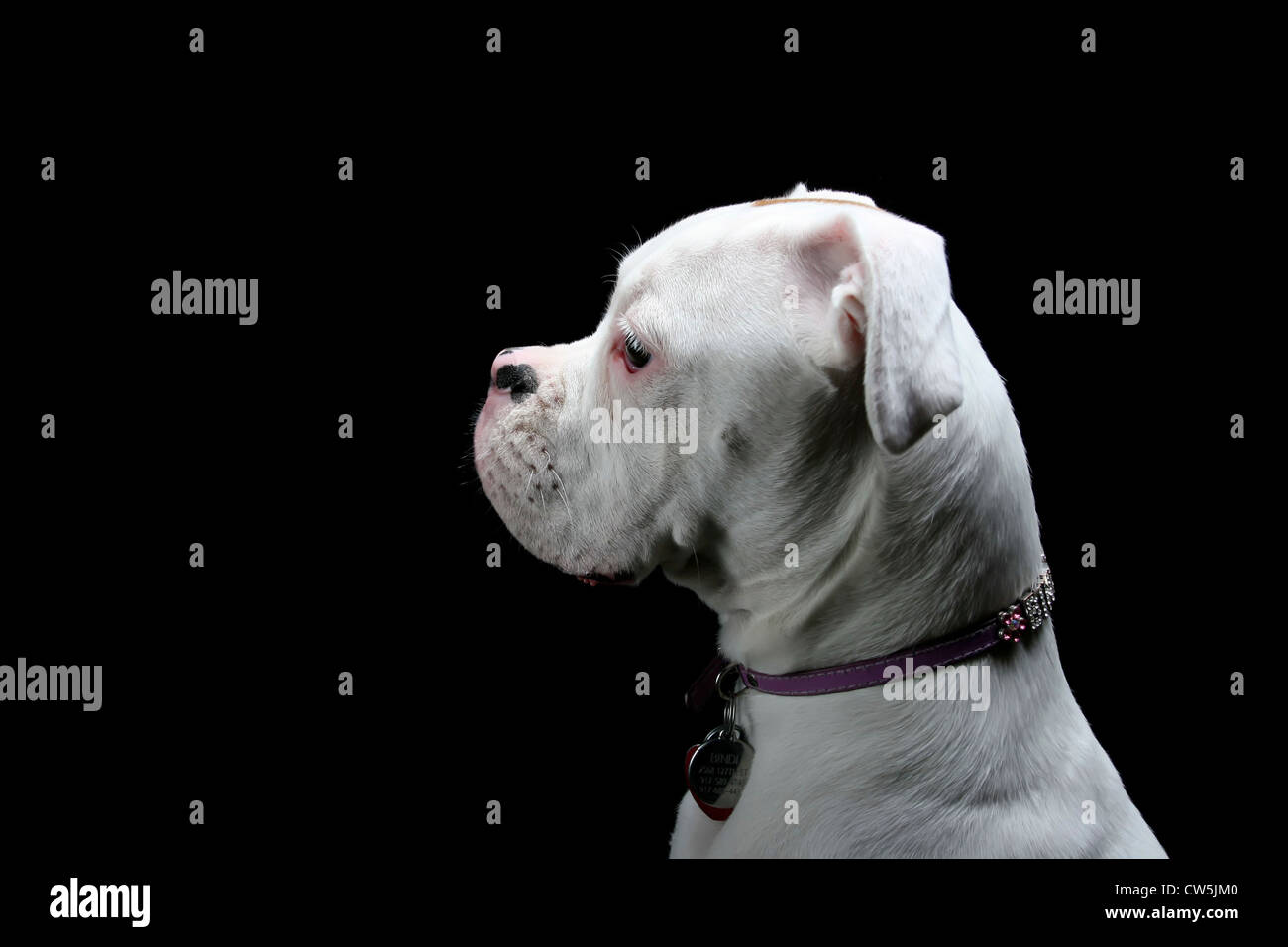 Boxer puppy Banque de photographies et d’images à haute résolution - Alamy