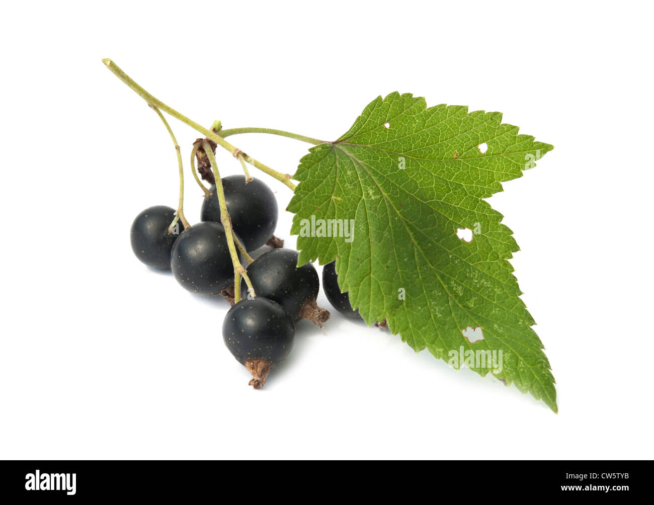 Cassis feuille Banque de photographies et d’images à haute résolution ...