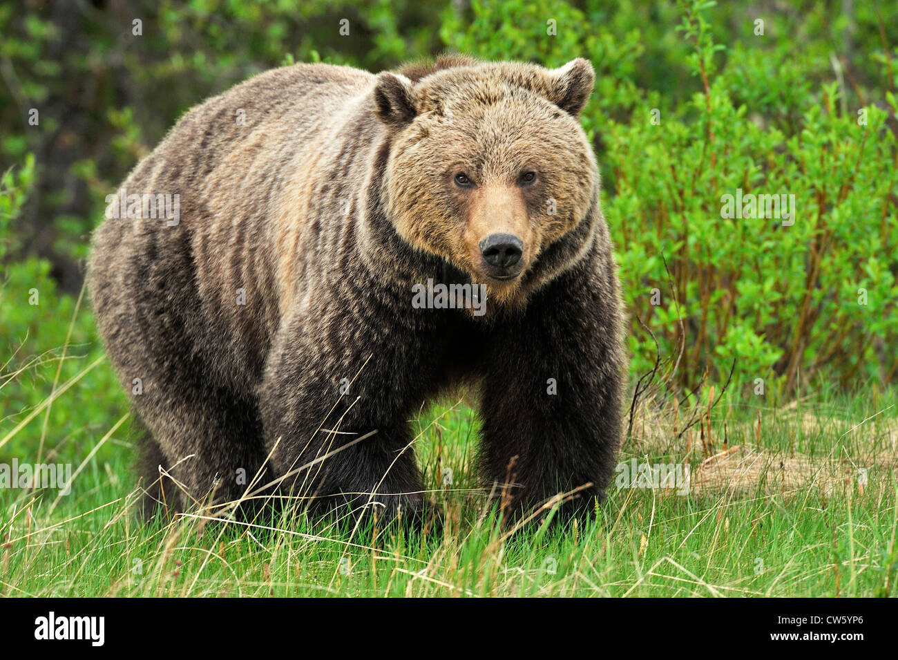 Grizzly sow Banque de photographies et d’images à haute résolution - Alamy
