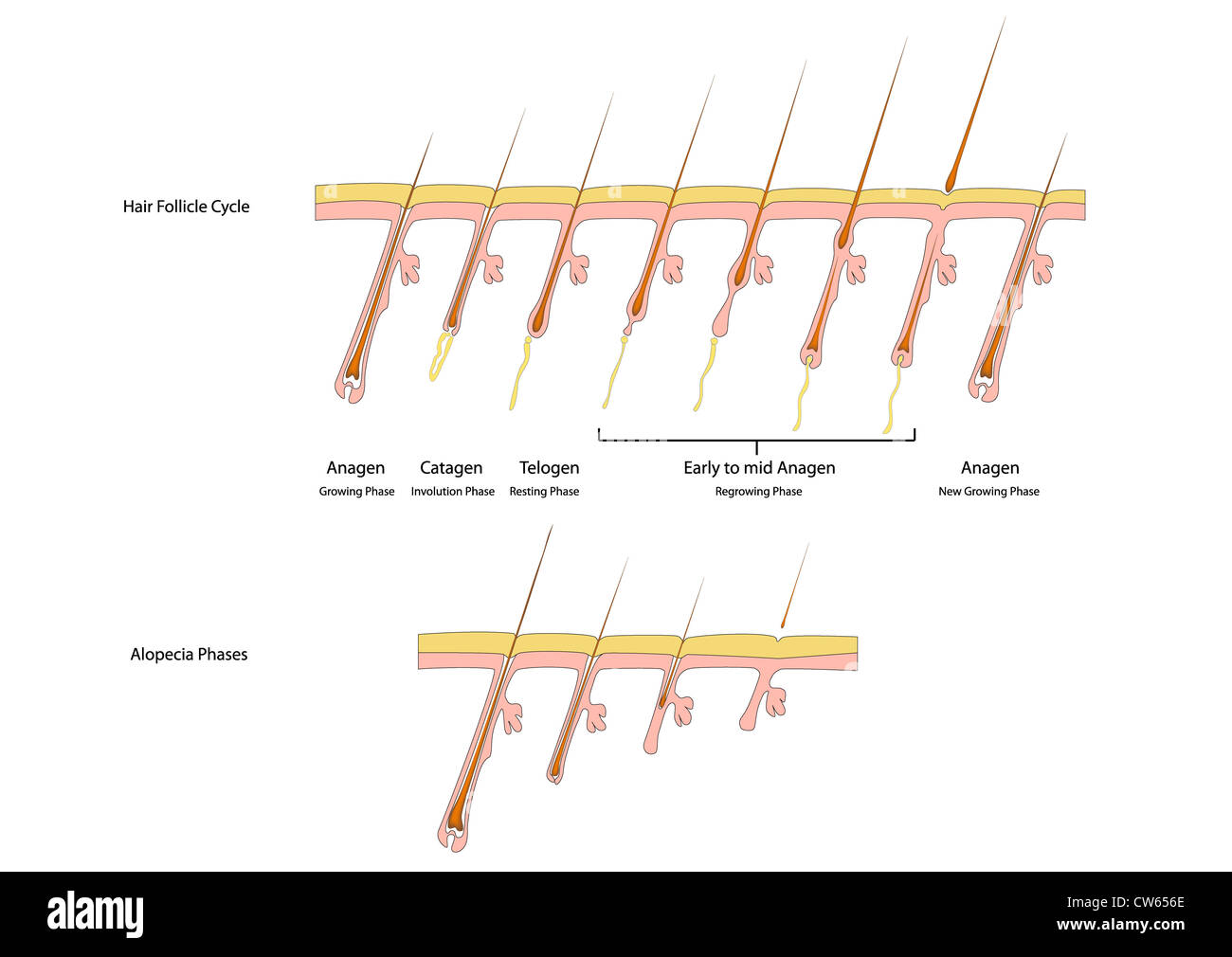 Follicule pileux cycle pilaire Banque de photographies et d’images à ...