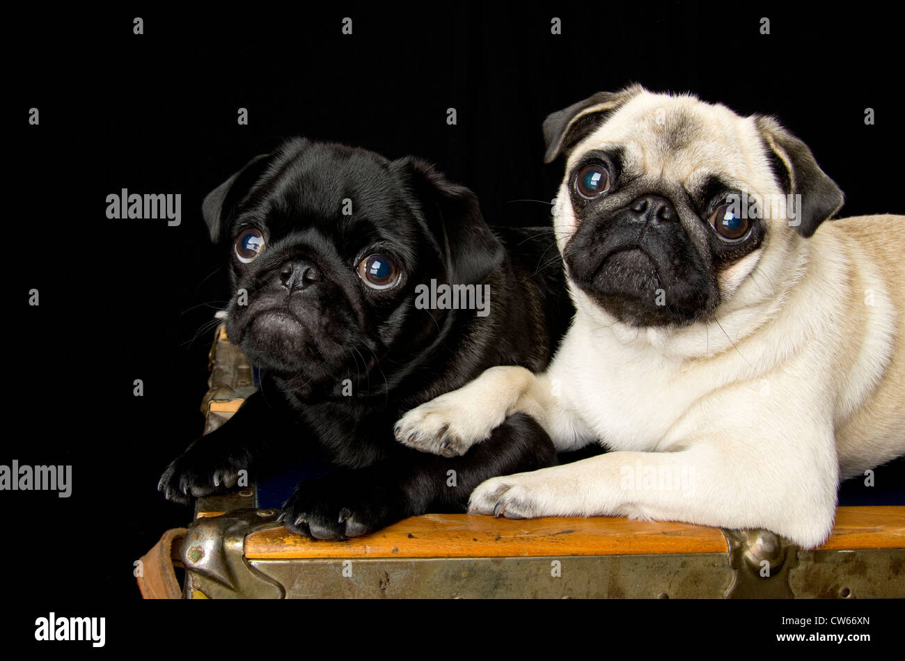 Carlin noir et blanc Banque de photographies et d’images à haute ...