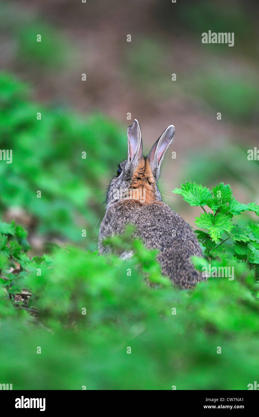 Dos de lapin Banque de photographies et d’images à haute résolution - Alamy