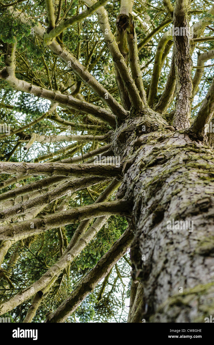 Branches de sapin nordman Banque de photographies et d’images à haute résolution - Alamy