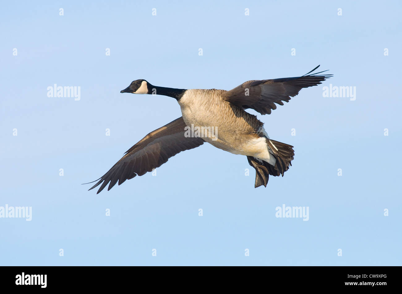 Canada goose flying Banque de photographies et d’images à haute ...