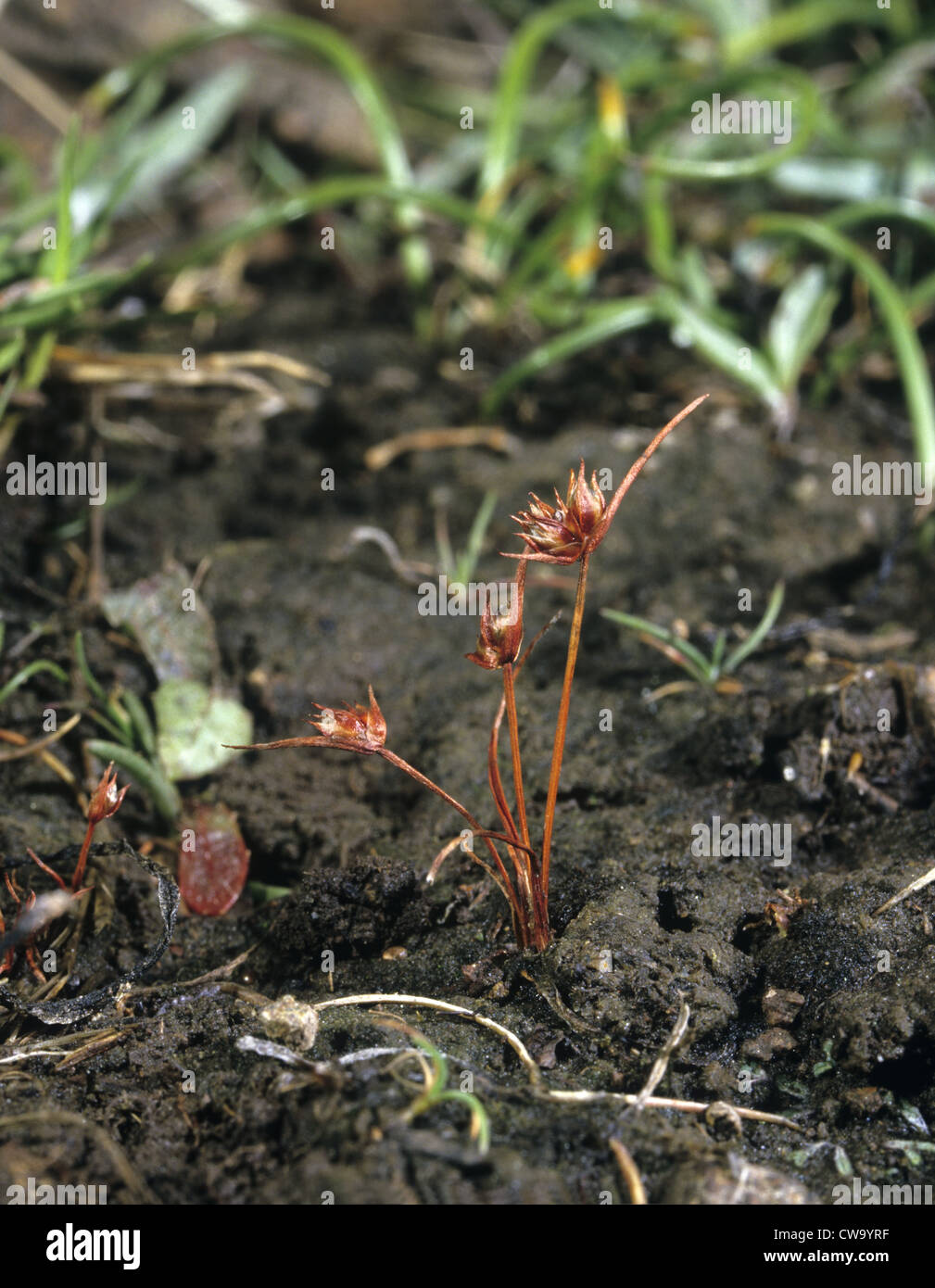 Capitatus Banque de photographies et d’images à haute résolution - Alamy