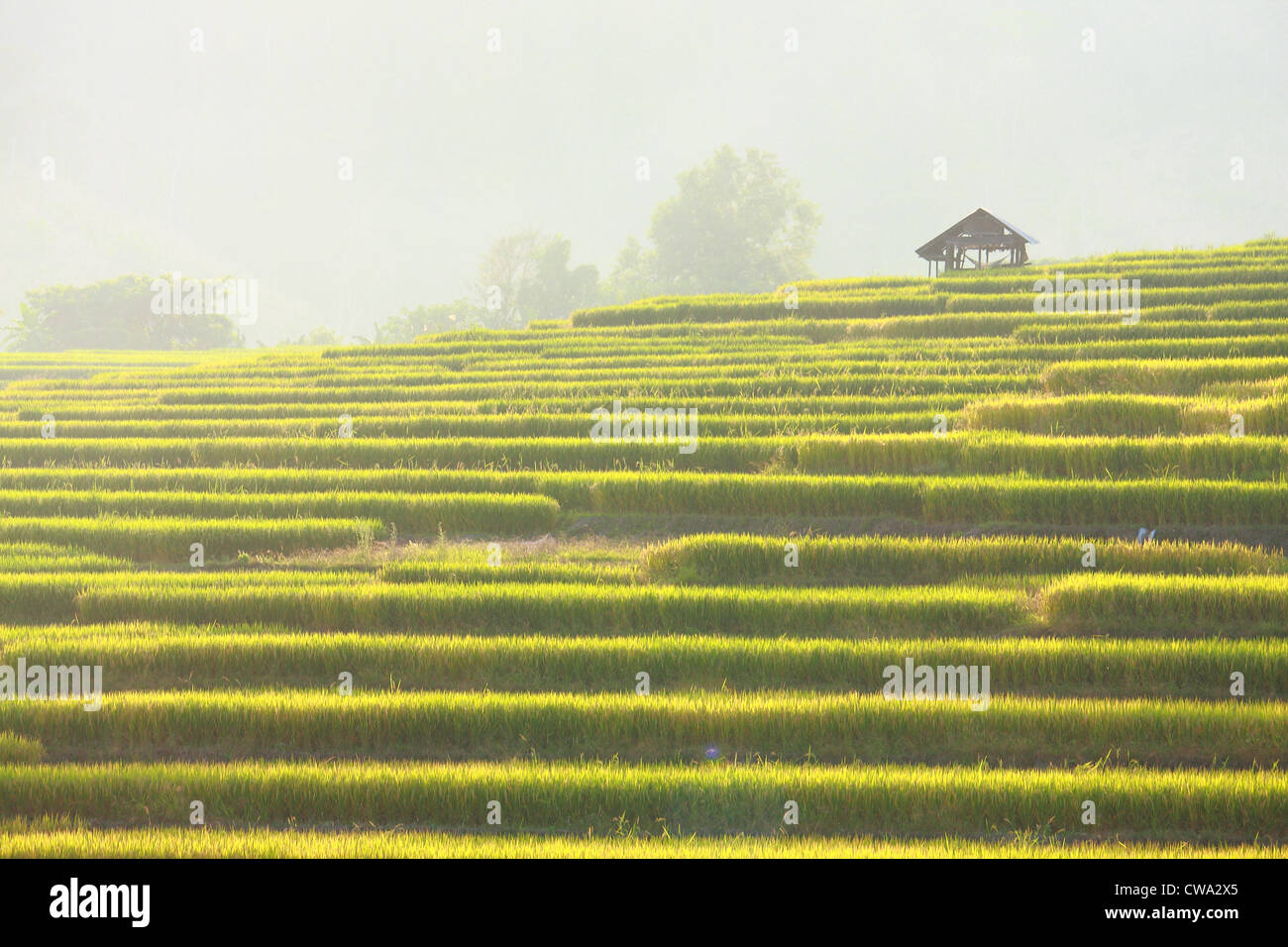 Champ de riz en terrasses sur la montagne dans la nature Photo Stock ...