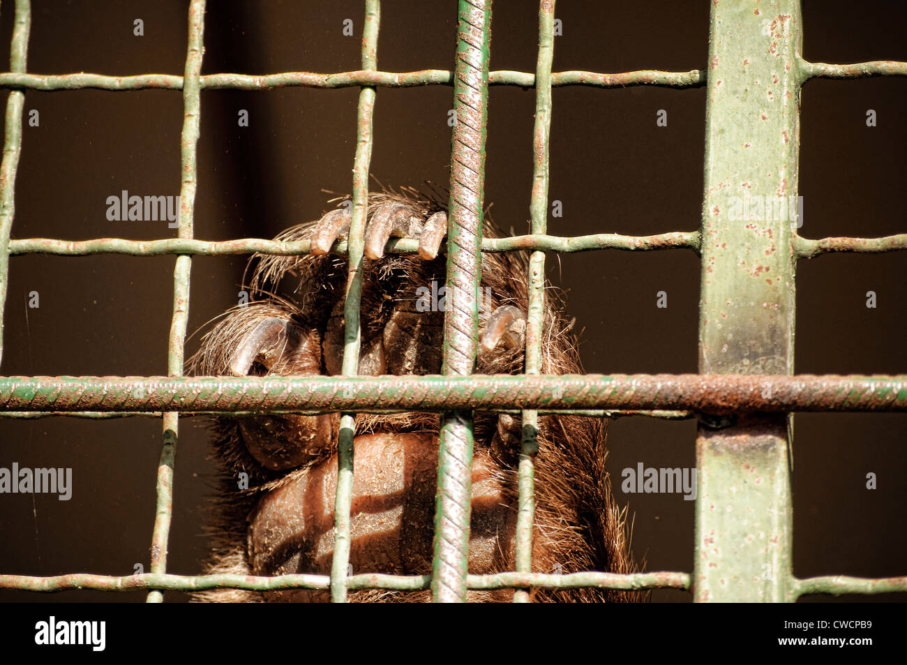 La patte d'ours Banque de photographies et d’images à haute résolution ...