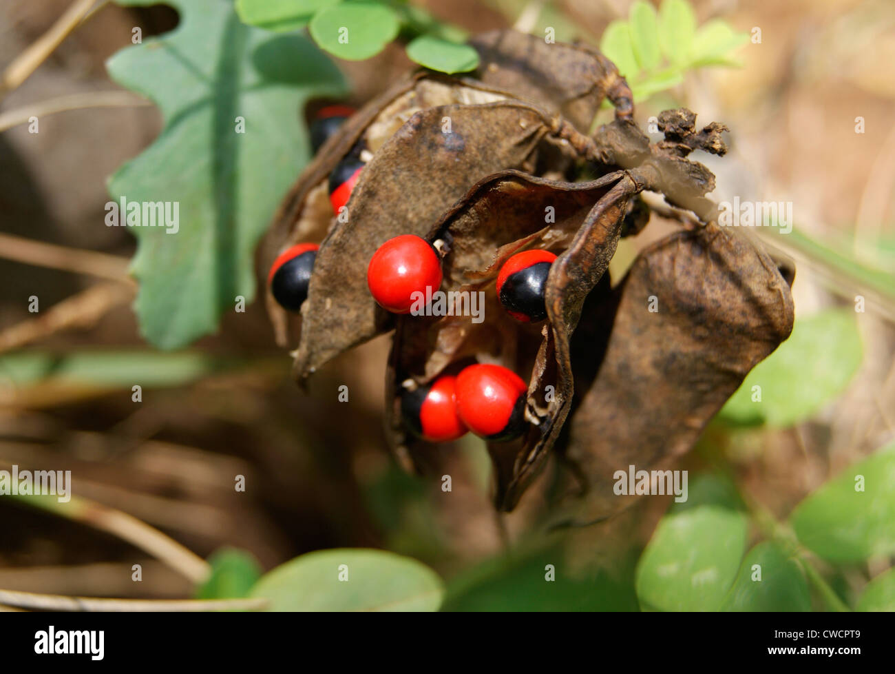 Graines circassienne ou Lucky Red Seeds ou Manjadikuru avec Plante et ...