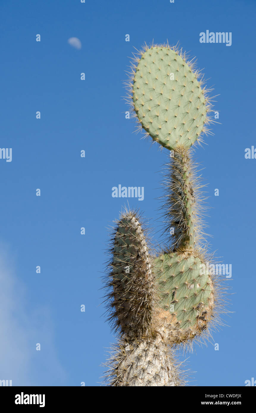 L'Equateur, Galapagos, Santa Fe. Cactus géant (sous-espèce endémique ...