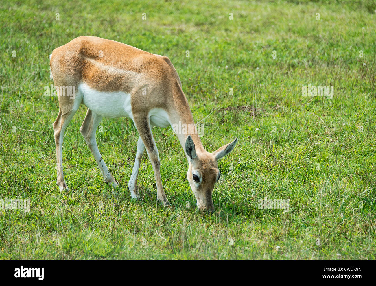 Un daim Banque de photographies et d’images à haute résolution - Alamy