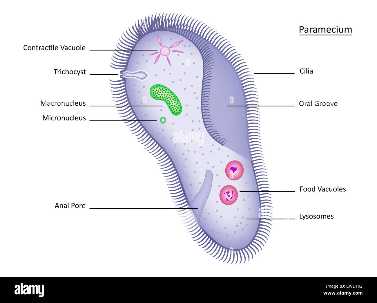 Vector illustration colorée de Paramecium unicellulaires avec ...