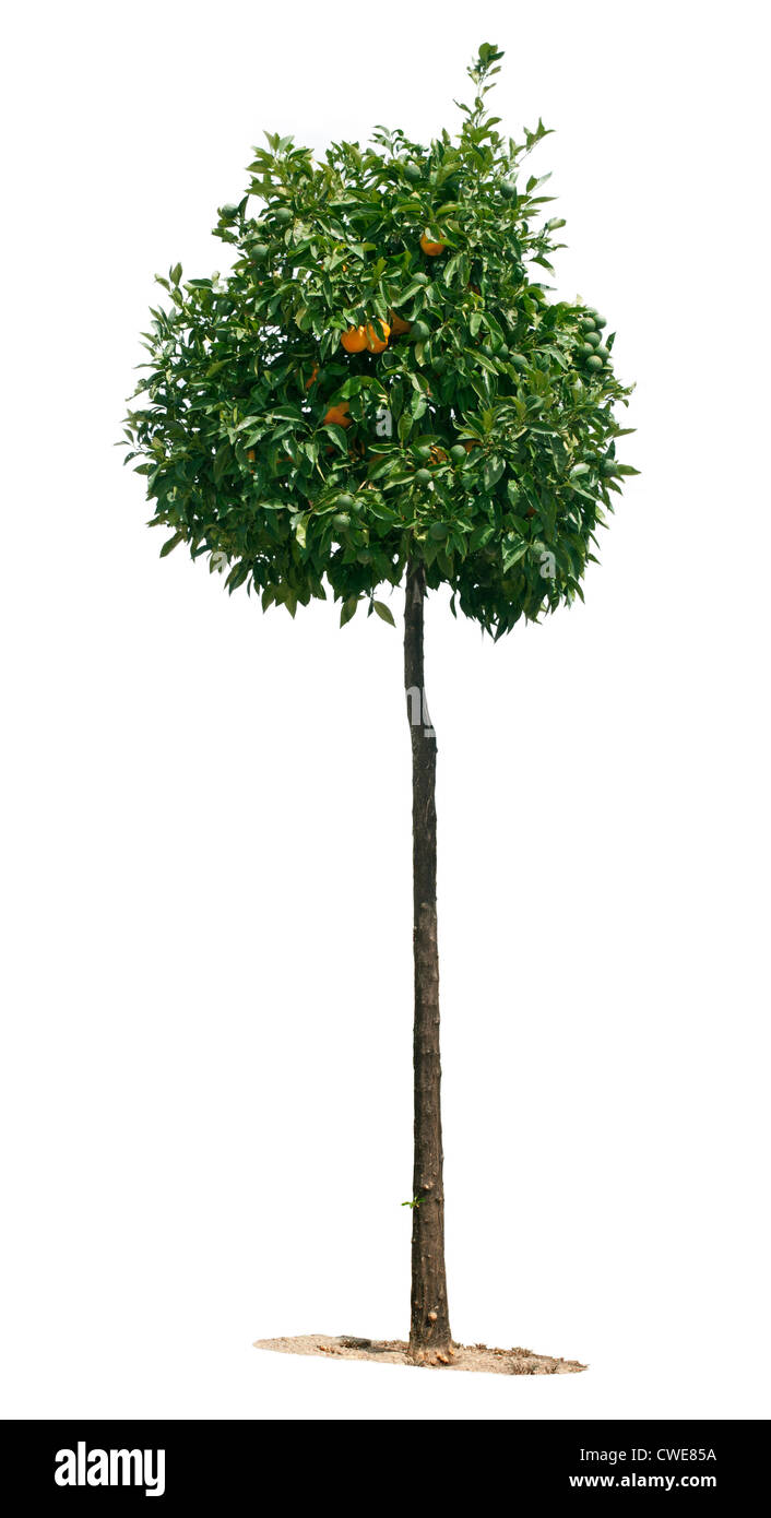 Arbre avec des fruits Banque d'images détourées - Alamy