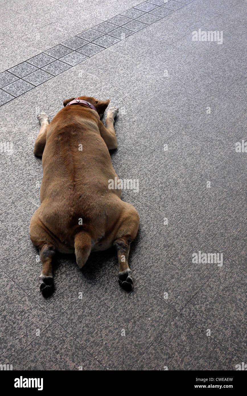 Fat obese Banque de photographies et d’images à haute résolution - Alamy