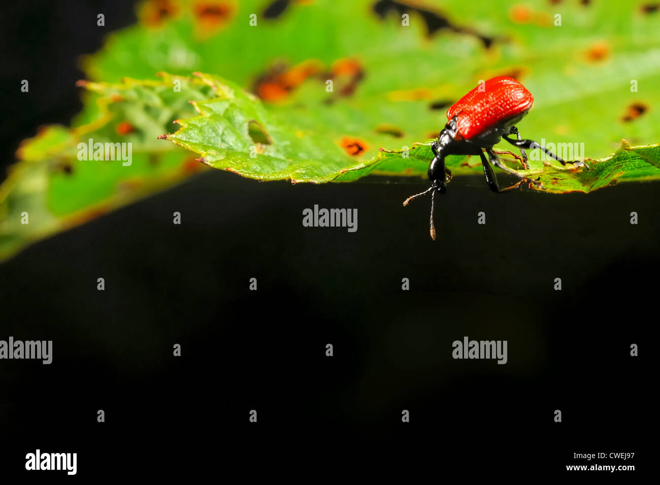 Apoderus coryli Banque de photographies et d’images à haute résolution ...