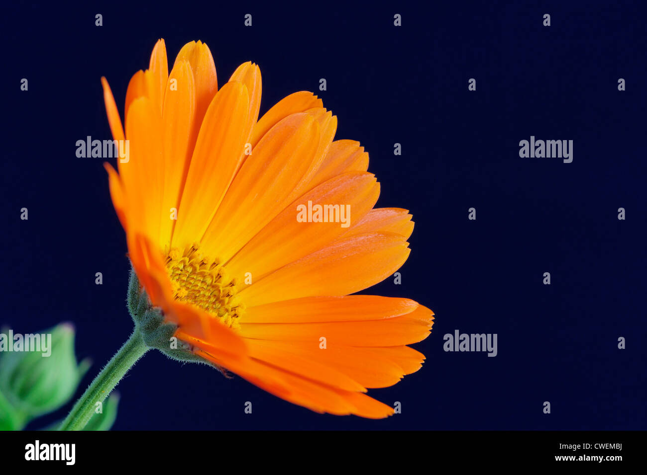 Fleur de calendula officinalis Banque de photographies et d’images à ...
