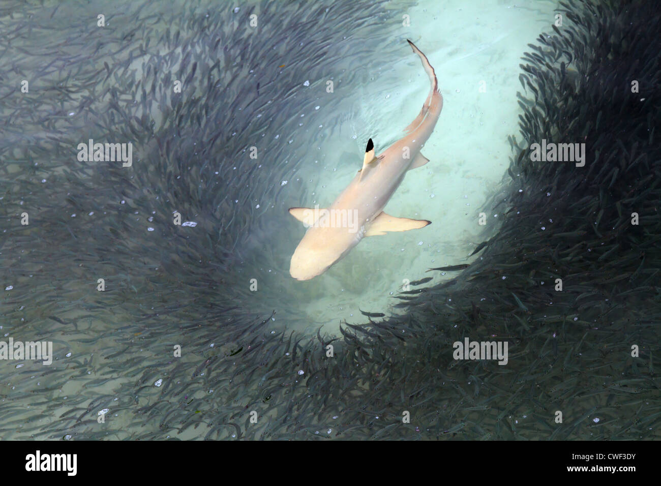 Alimentation de requin Banque de photographies et d’images à haute ...
