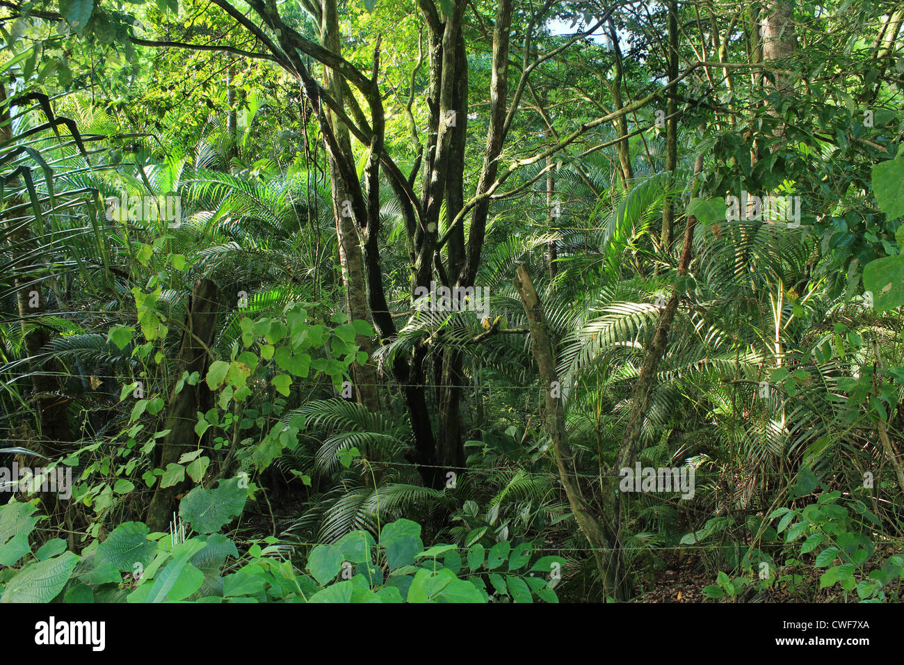 Tropical forest guatemala Banque de photographies et d’images à haute ...