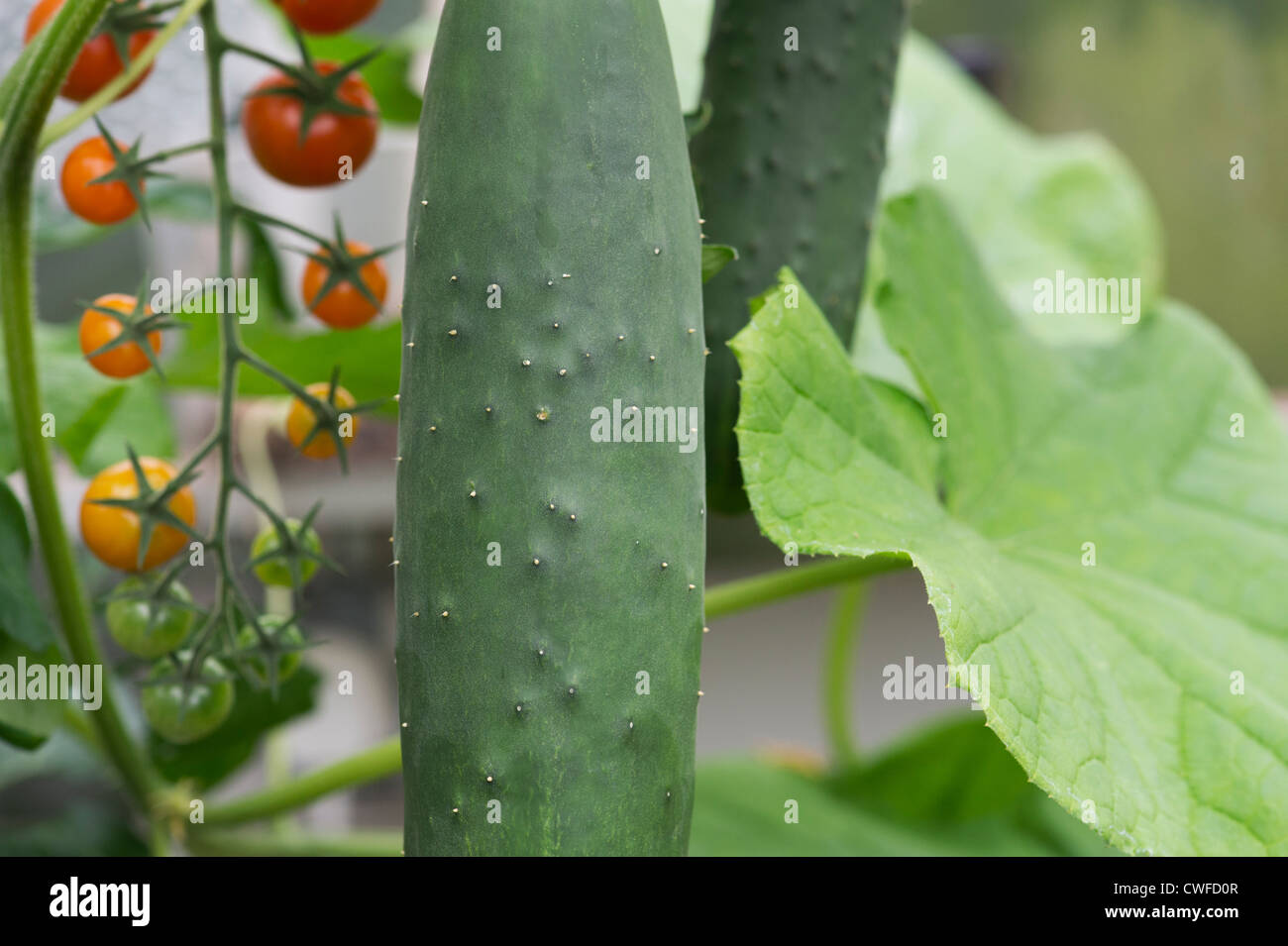 Cucumber cucumis sativus growing on Banque de photographies et d’images ...
