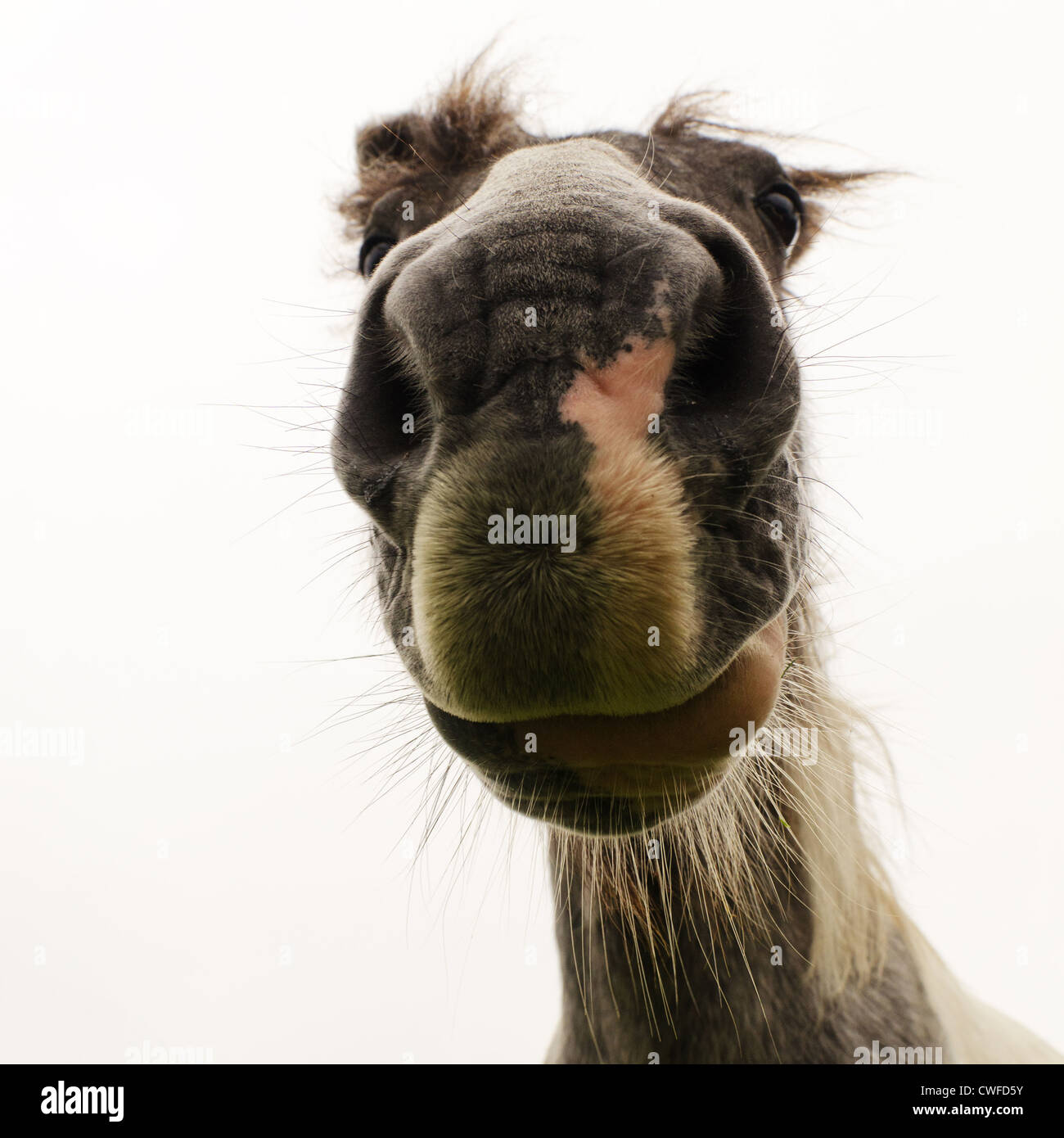 Cheval rigolo Banque de photographies et d’images à haute résolution ...