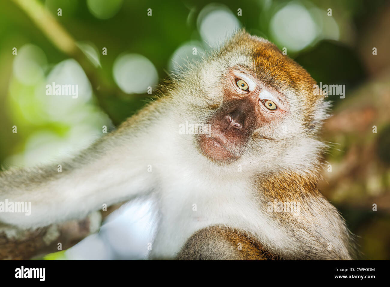 Singe drôle Banque de photographies et d’images à haute résolution - Alamy