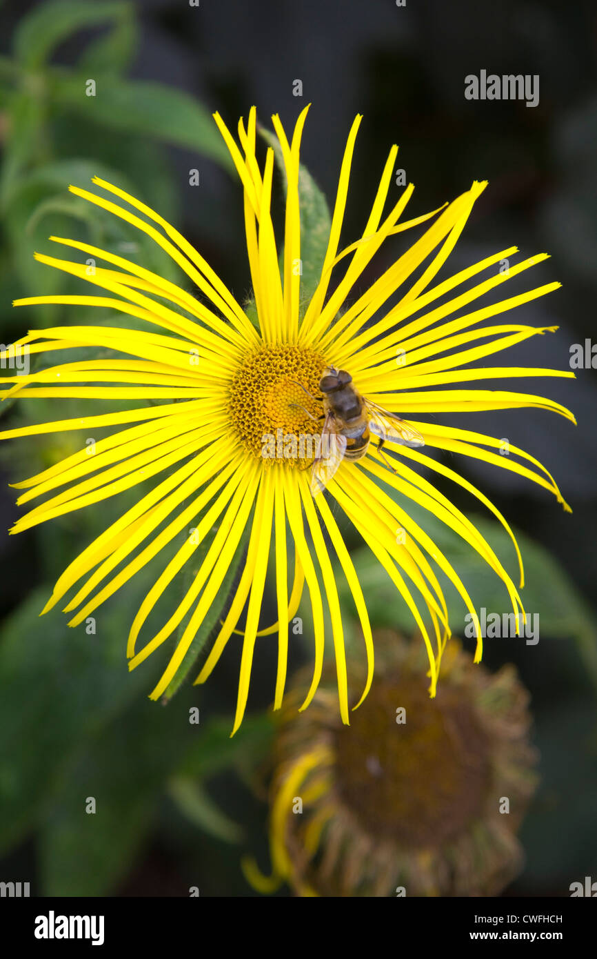 Inula hookeri Banque de photographies et d’images à haute résolution ...