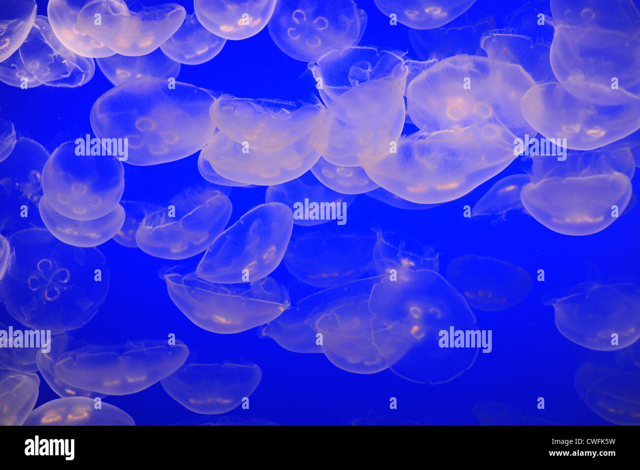 Aurelia sp Banque de photographies et d’images à haute résolution - Alamy
