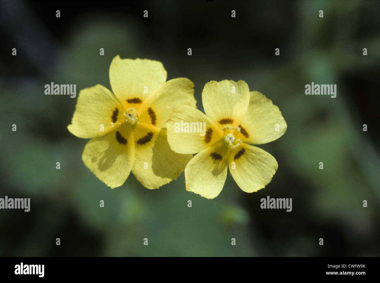 Tuberaria guttata Banque de photographies et d’images à haute ...