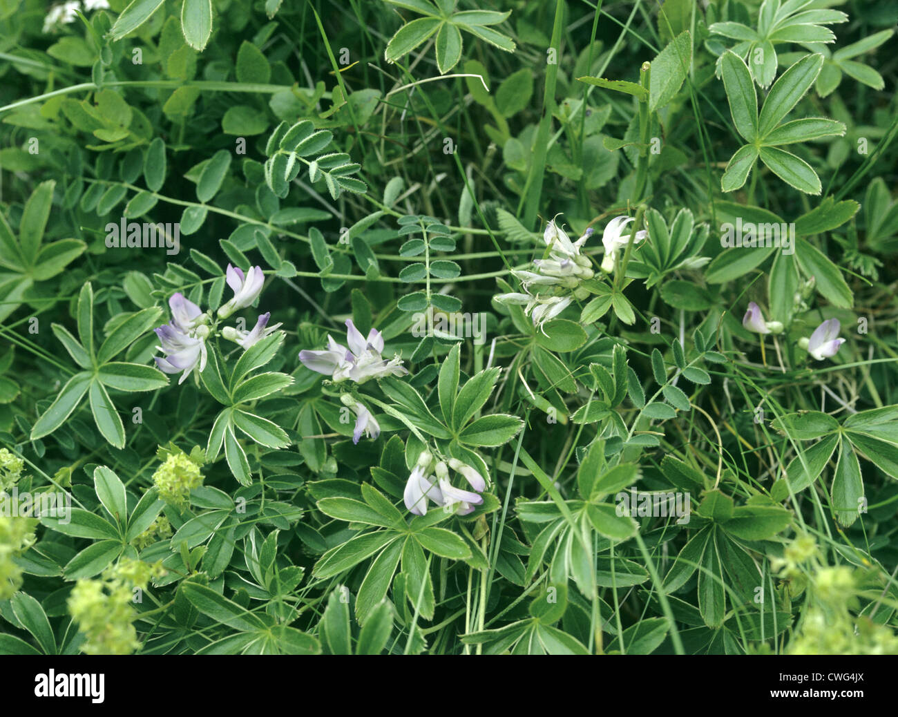 Astragalus alpinus Banque de photographies et d’images à haute ...
