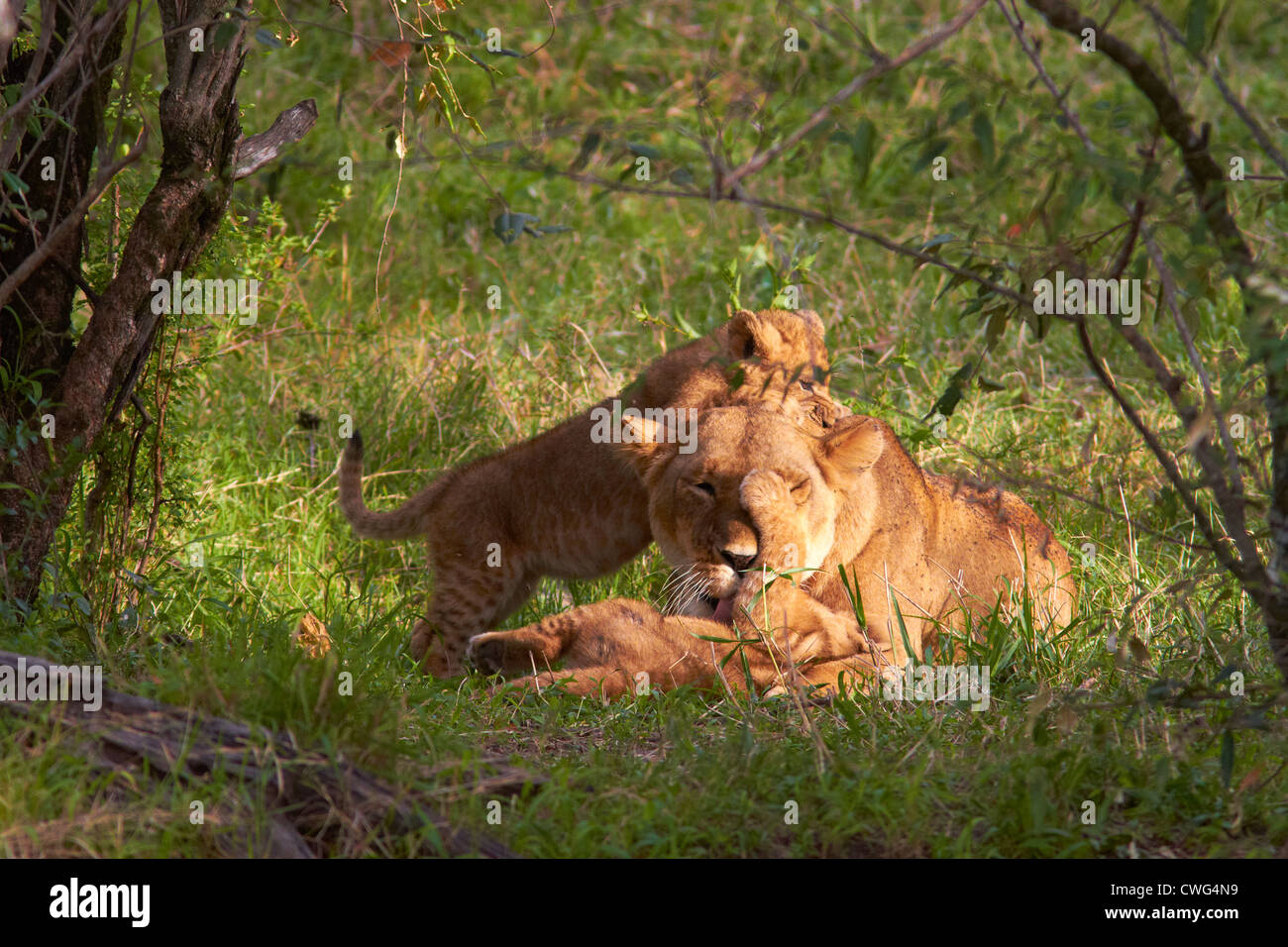 Maman lion Banque de photographies et d’images à haute résolution - Alamy