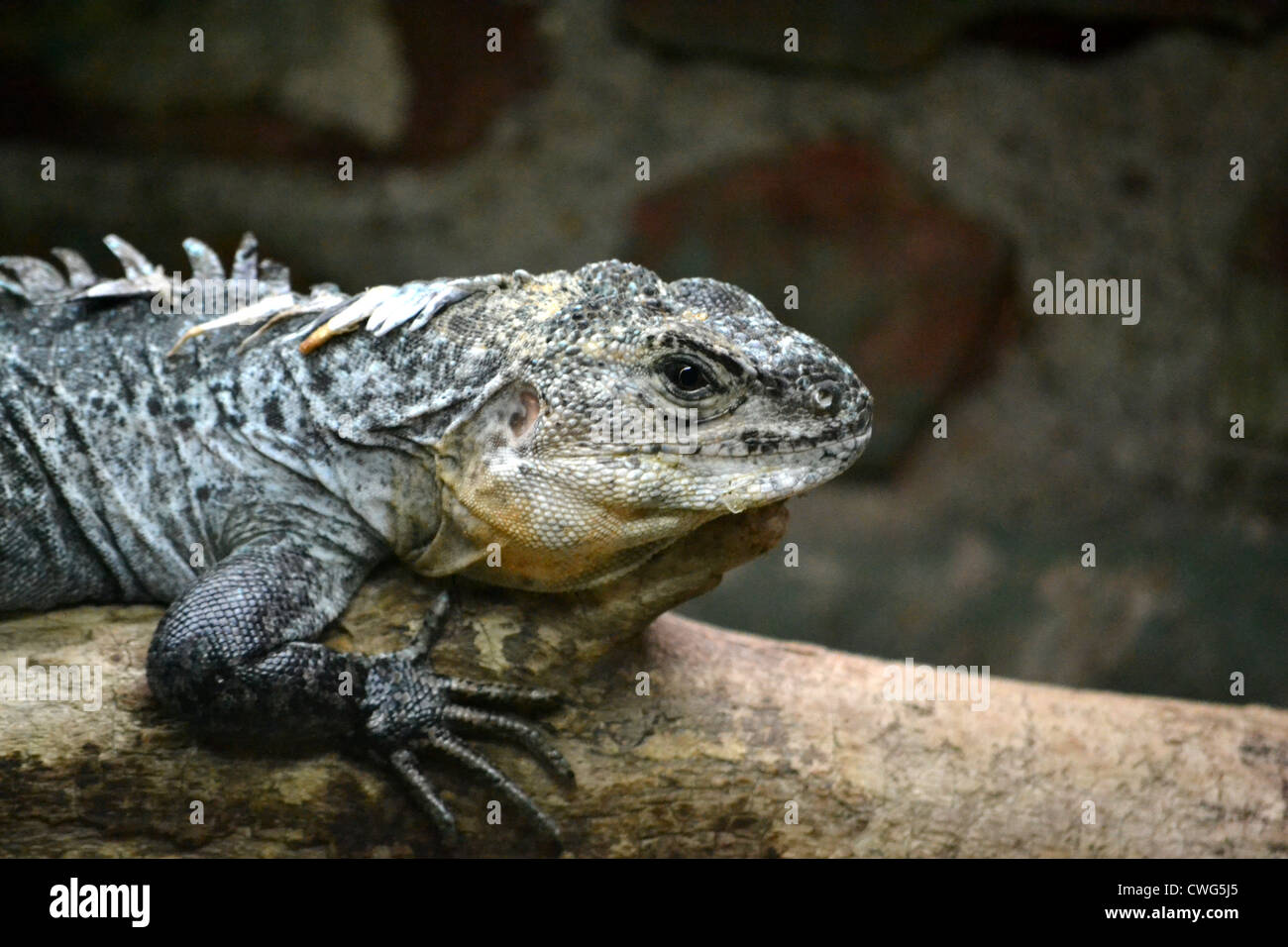 Iguane à queue épineuse noire Banque de photographies et d’images à ...