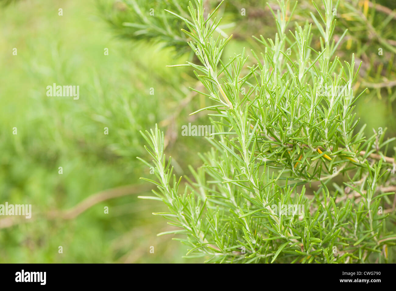 Romarin rosmarinus officinalis Banque de photographies et d’images à ...